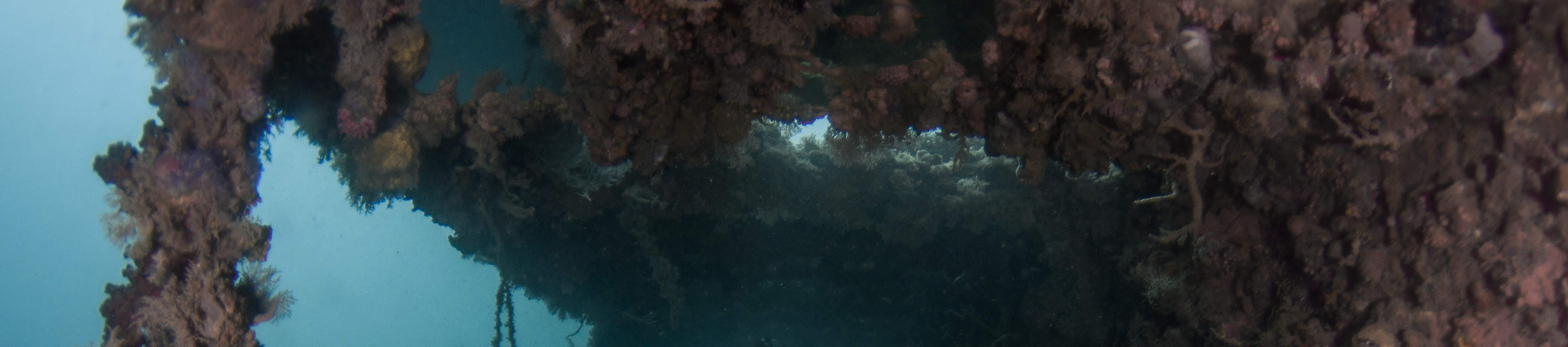探索水下奇觀：與我們的 Padi 五星級潛水度假村一起在巴拉望島進行半日潛水之旅 Klook 客路